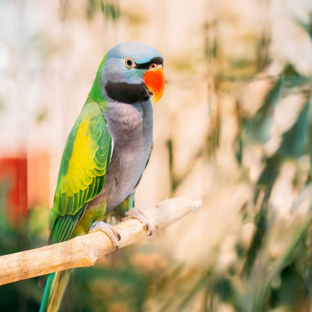 Top 10 Pet Birds That Talk With Extensive Vocabulary