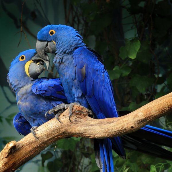 Macaws—Everything You Need to Know About These Giant Superstars