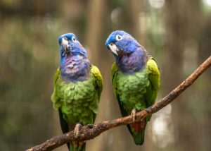 Top 12 Medium-Sized Pet Birds - The Happy Chicken Coop
