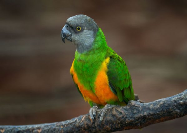 Top 12 Medium-Sized Pet Birds - The Happy Chicken Coop