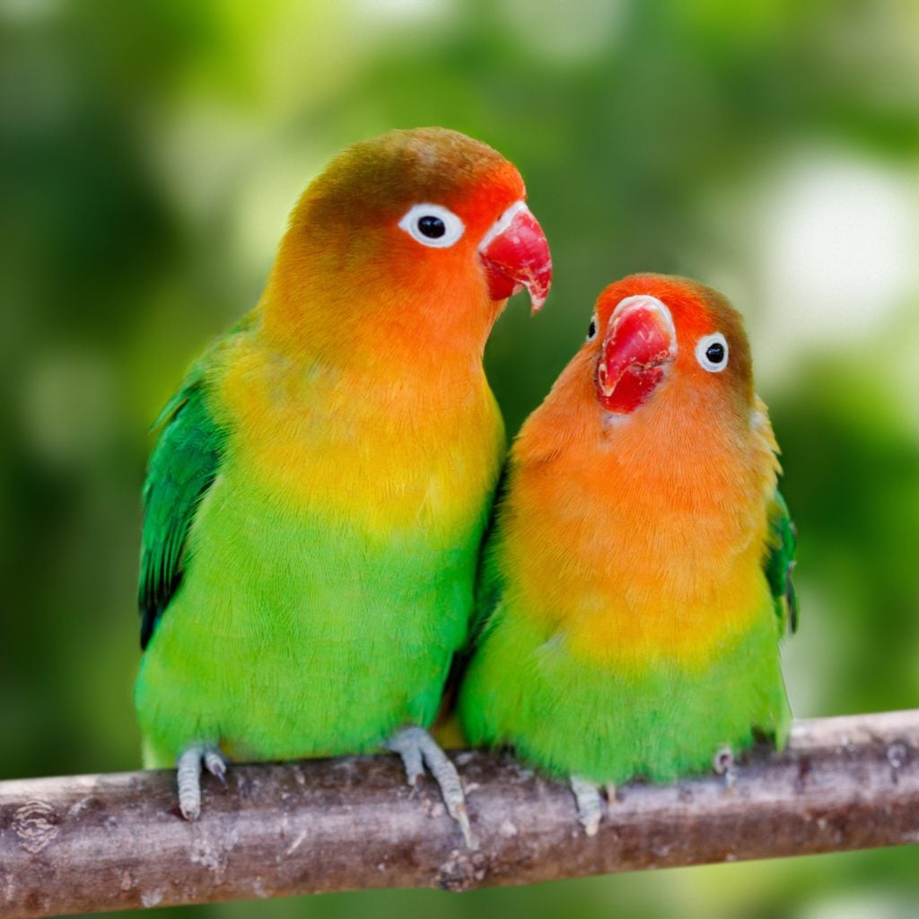 Top 10 Best Pet Birds for Families