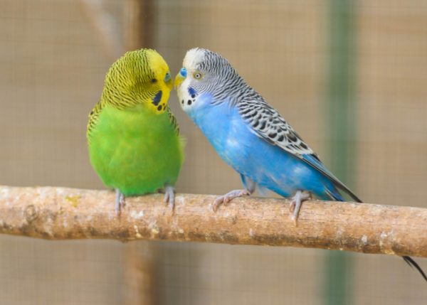 10 Best Small Pet Birds Which Tiny Bird Suits You
