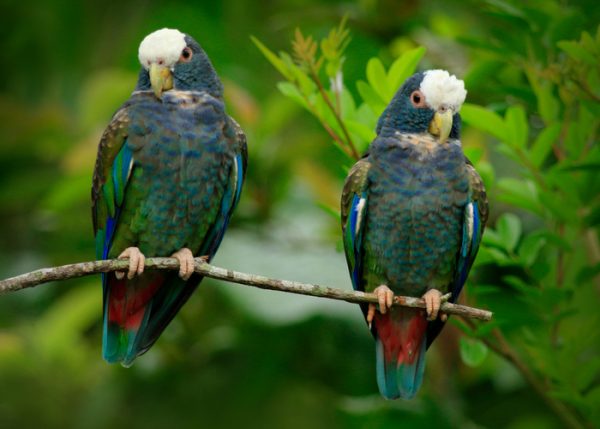 10 Best Small Pet Birds — Which Tiny Bird Suits You?