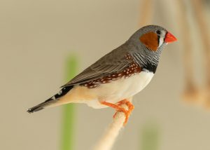 10 Best Small Pet Birds — Which Tiny Bird Suits You?