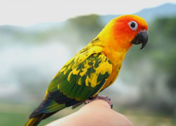 Top 12 Medium-Sized Pet Birds - The Happy Chicken Coop