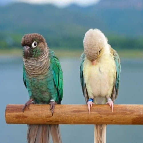 Green-Cheeked Conure — Facts You Should Know About This Bird