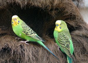 Budgerigars - Everything You Need to Know