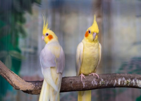 Top 12 Medium-Sized Pet Birds - The Happy Chicken Coop