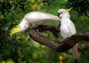 Cockatoo: Everything You Need To Know - The Happy Chicken Coop