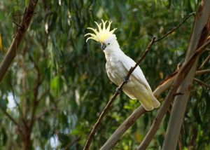 Cockatoo: Everything You Need To Know - The Happy Chicken Coop