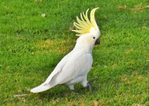 Cockatoo: Everything You Need To Know - The Happy Chicken Coop