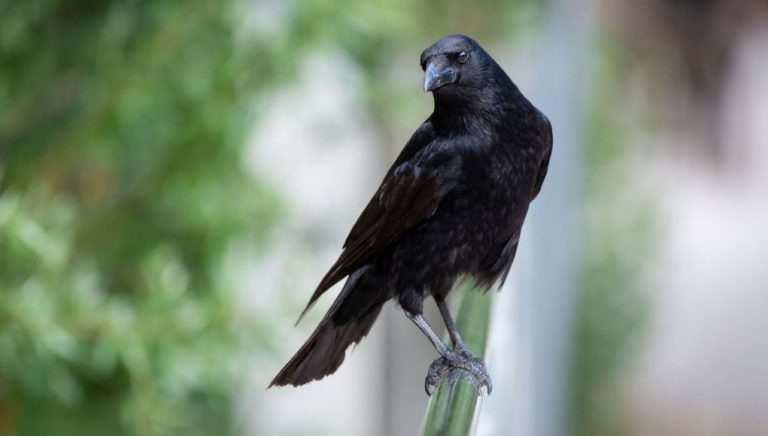 Crows - Overview and What You Need To Know
