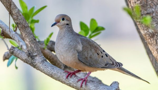 Dove Birds - All You Need to Know About this Symbolic Pet Bird!
