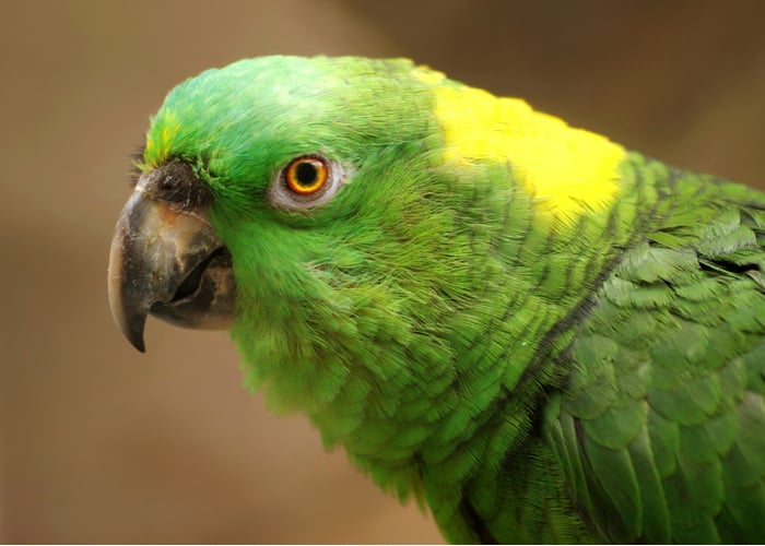 Amazon Parrot - Everything You Need to Know - The Happy Chicken Coop Amazon Parrot - Everything You Need to Know - The Happy Chicken Coop