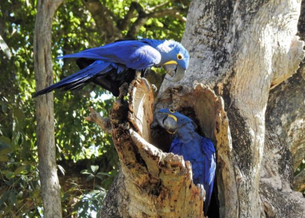 Hyacinth Macaw —Things You Should Know About The World's Largest Parrot