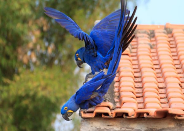Hyacinth Macaw —Things You Should Know About The World's Largest Parrot