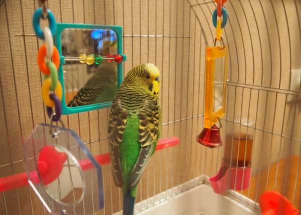 10 Best Small Pet Birds — Which Tiny Bird Suits You?