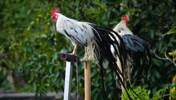 16 Exotic Chicken Breeds That Will Stand Out in Your Flock - The Happy ...