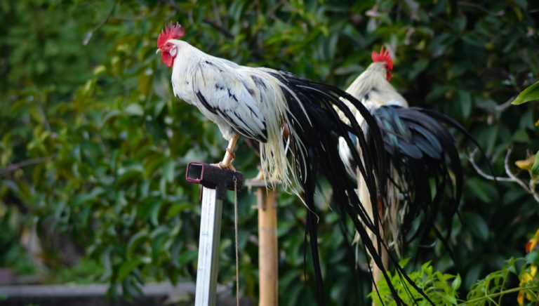 Phoenix Chicken: History, Characteristics, and Care Tips
