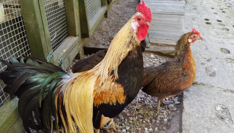 Phoenix Chicken: History, Characteristics, and Care Tips