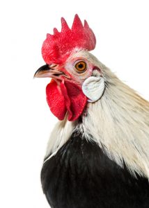 Phoenix Chicken: History, Characteristics, and Care Tips
