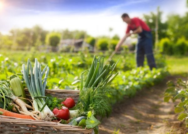 What Are The Challenges of Sustainable Farming?