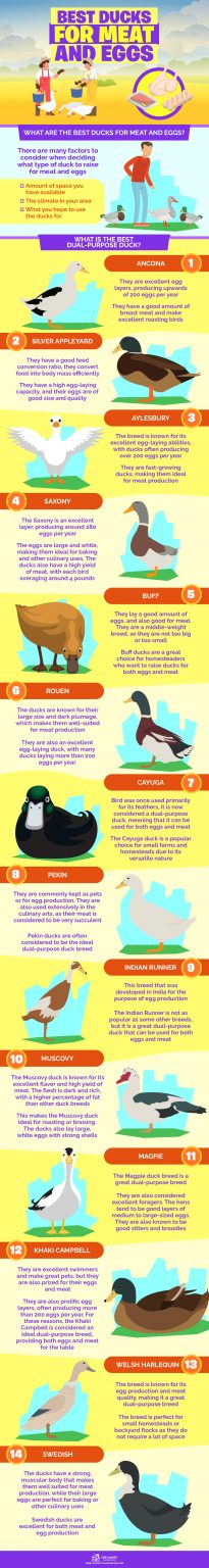 Best Ducks for Meat and Eggs - The Happy Chicken Coop