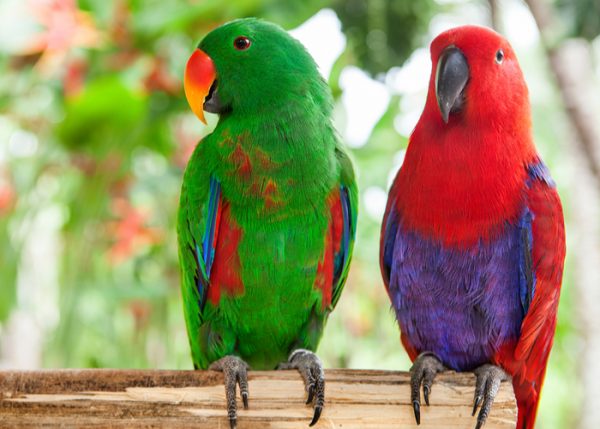 10 Large Pet Birds That Make Excellent Pets