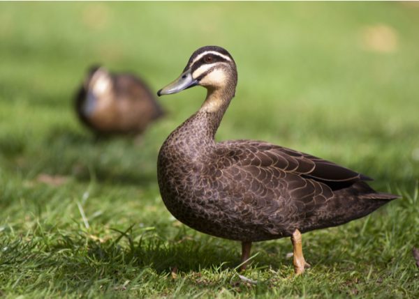 11 Black Duck Breeds You Should Know About