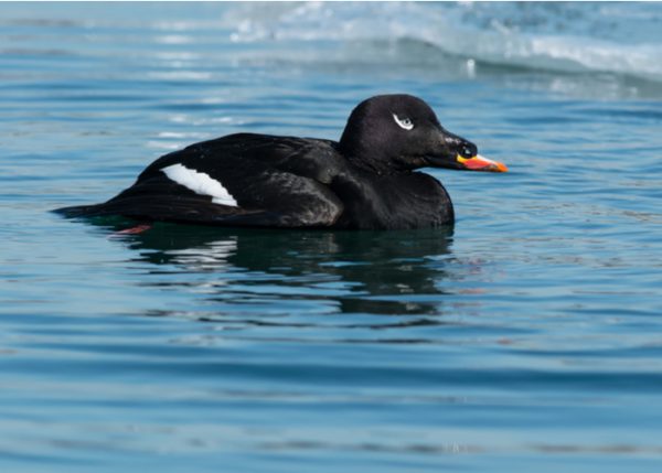 11 Black Duck Breeds You Should Know About