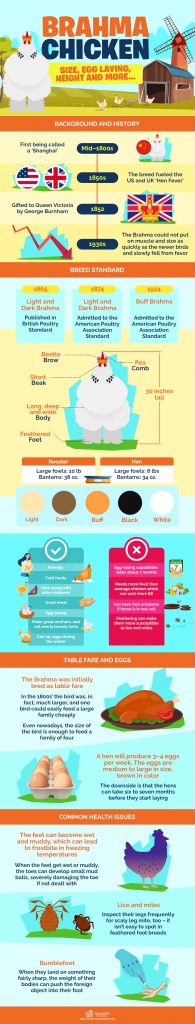 Brahma Chicken: Size, Egg Laying, Height and More…