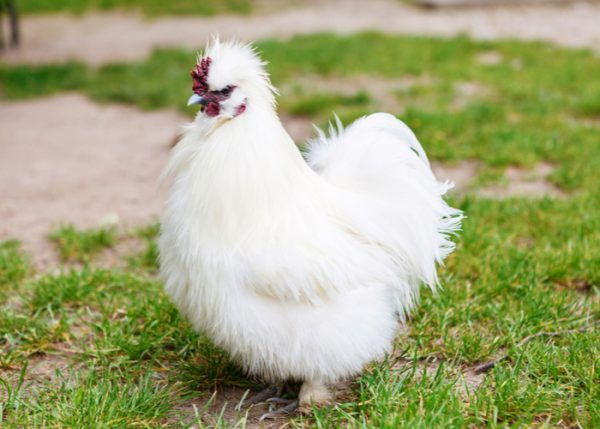 Top 15 Cutest Chicken Breeds - The Happy Chicken Coop