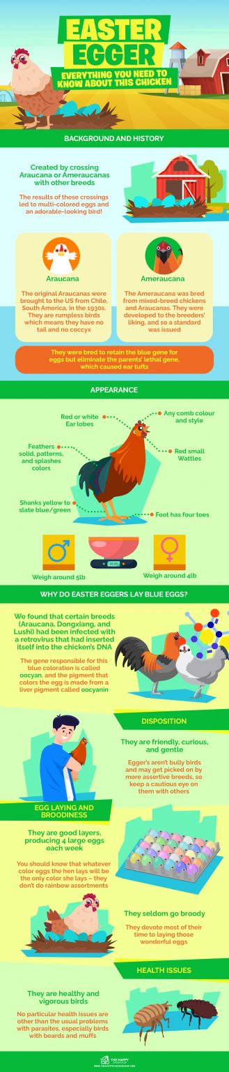 Easter Egger: Everything You Need To Know About This Chicken