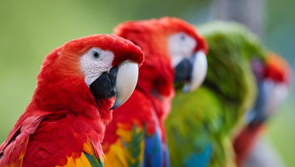 10 Large Pet Birds That Make Excellent Pets