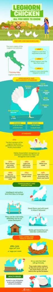 Leghorn Chicken: An Overview - The Happy Chicken Coop