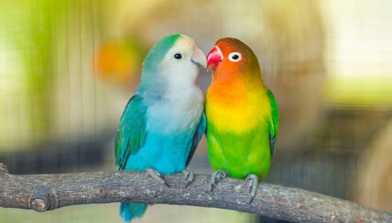 Lovebirds - Everything You Need to Know