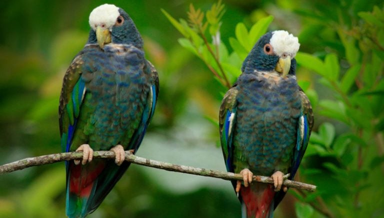 Pionus Parrot - A Comprehensive Guide to the Pionus World