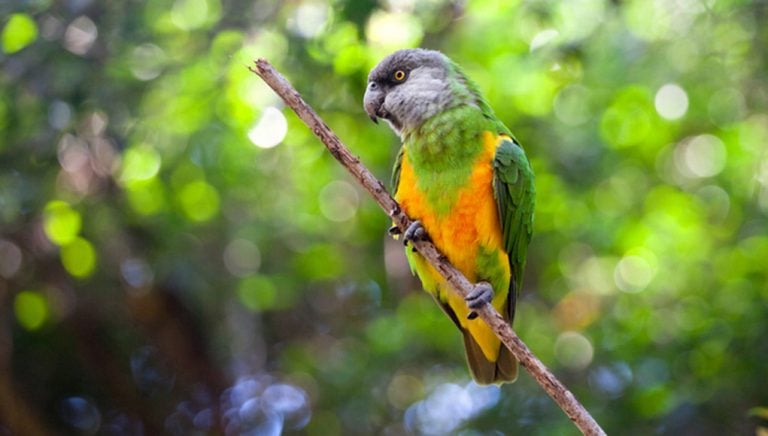 Senegal Parrot - Everything You Need to Know