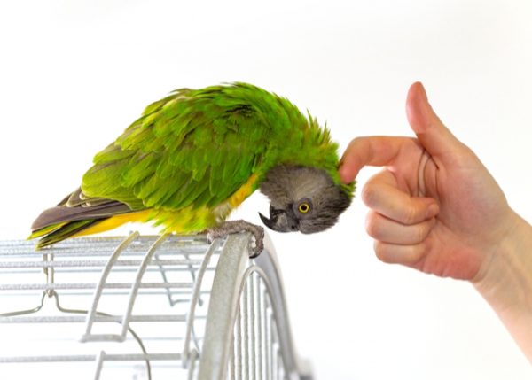 Senegal Parrot - Everything You Need to Know