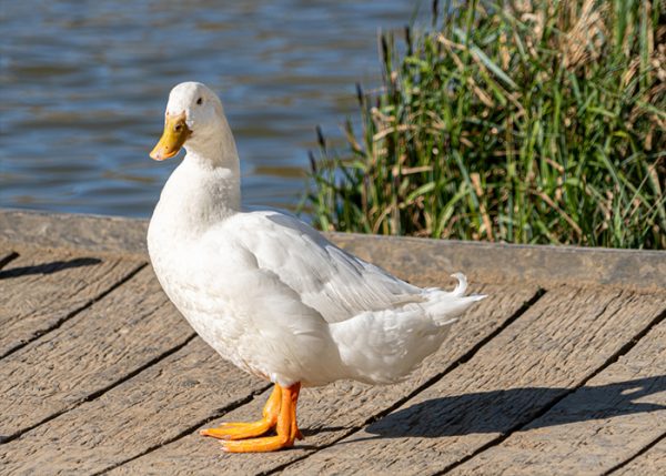 Aylesbury Ducks - The Ultimate Duck Breed Guide