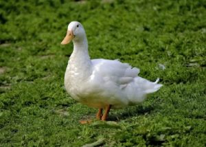 Best Ducks for Meat and Eggs - The Happy Chicken Coop