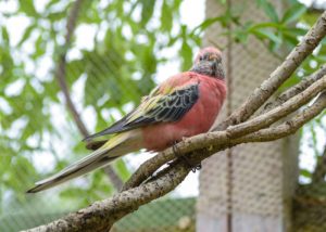 Bourke’s Parrot - Pet Bird Guide, Personality and Care