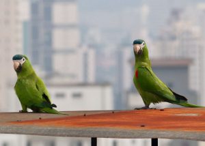 Hahn's Macaw: Full Profile, Pet Care and Health