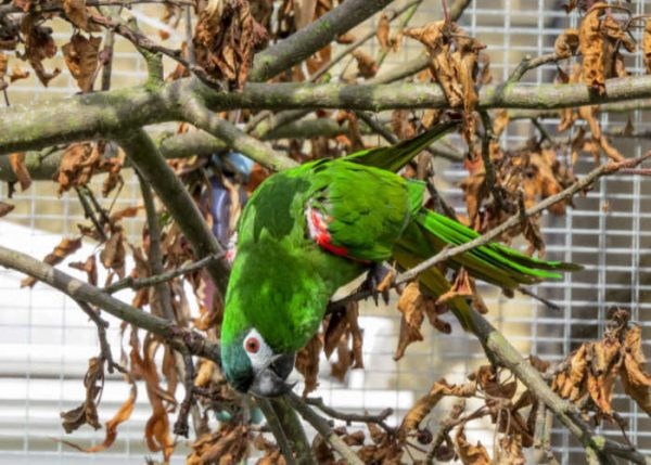 Hahn's Macaw: Full Profile, Pet Care and Health
