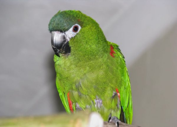 Hahn's Macaw: Full Profile, Pet Care and Health