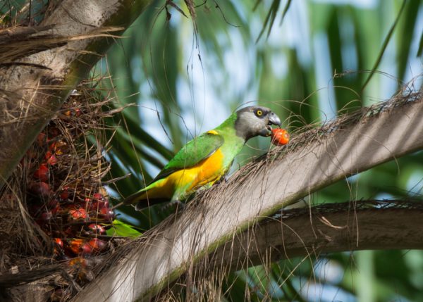 Senegal Parrot - Everything You Need to Know
