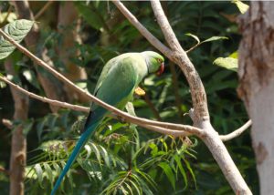 What To Do If Your Bird Flies Away - 5 Tips to Find Lost Birds