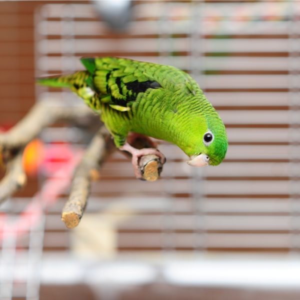 10 Cheapest Pet Birds - The Most Affordable Options for Beginners