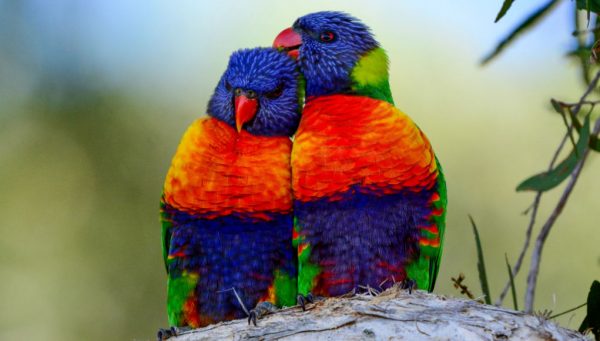 10 Best Small Pet Birds — Which Tiny Bird Suits You?