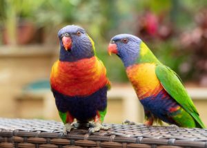 Lorikeets: All You Need To Know - The Happy Chicken Coop